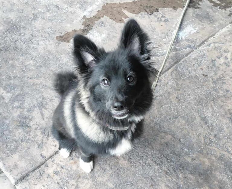 Malamute Mixes: 23 Different Alaskan Malamute Crossbreeds - K9 Web