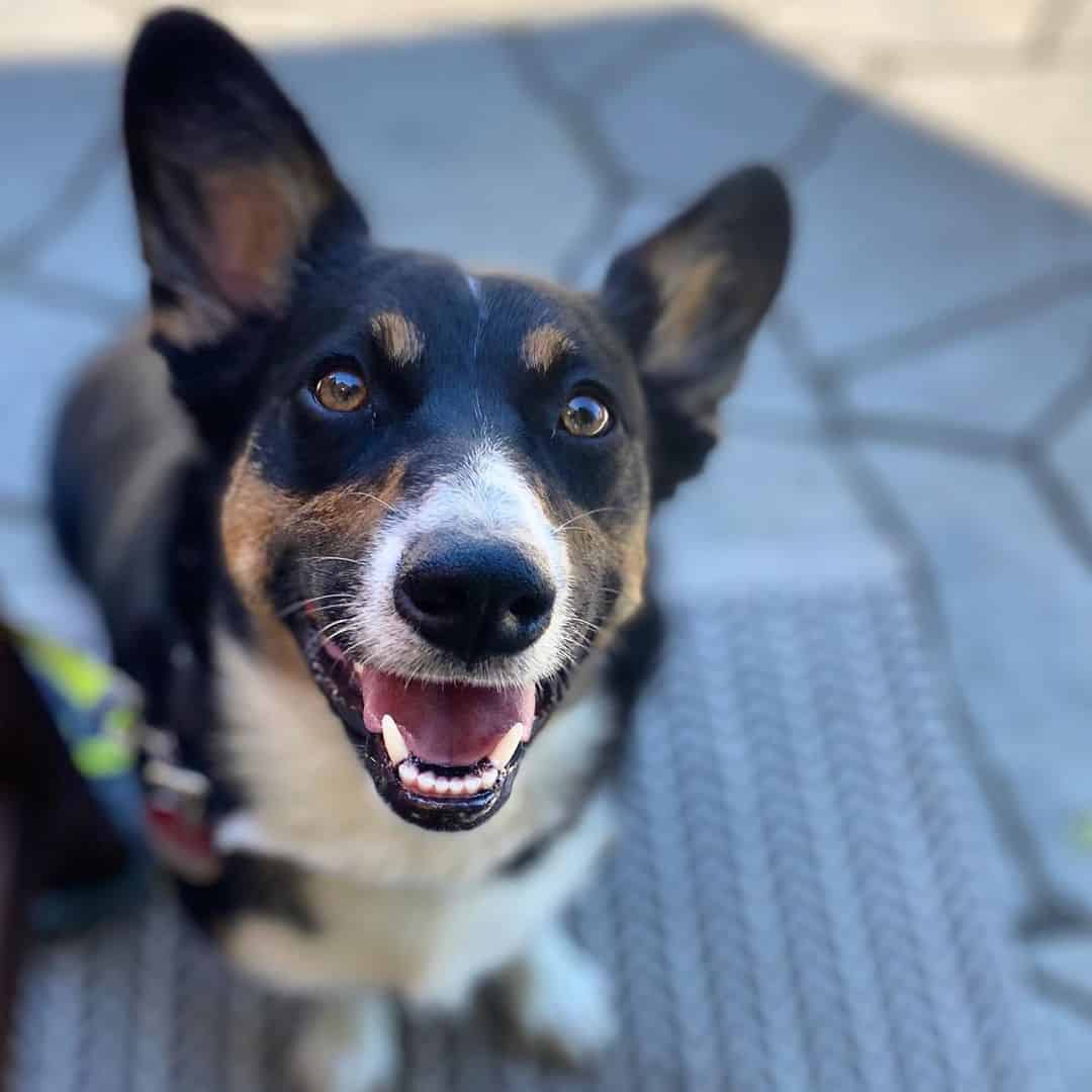 Is the Australian Shepherd Corgi mix a good family dog? - K9 Web