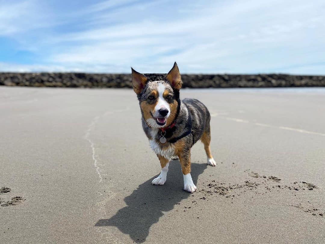 O Australian Shepherd Corgi mix é um bom cão de família? | Volta