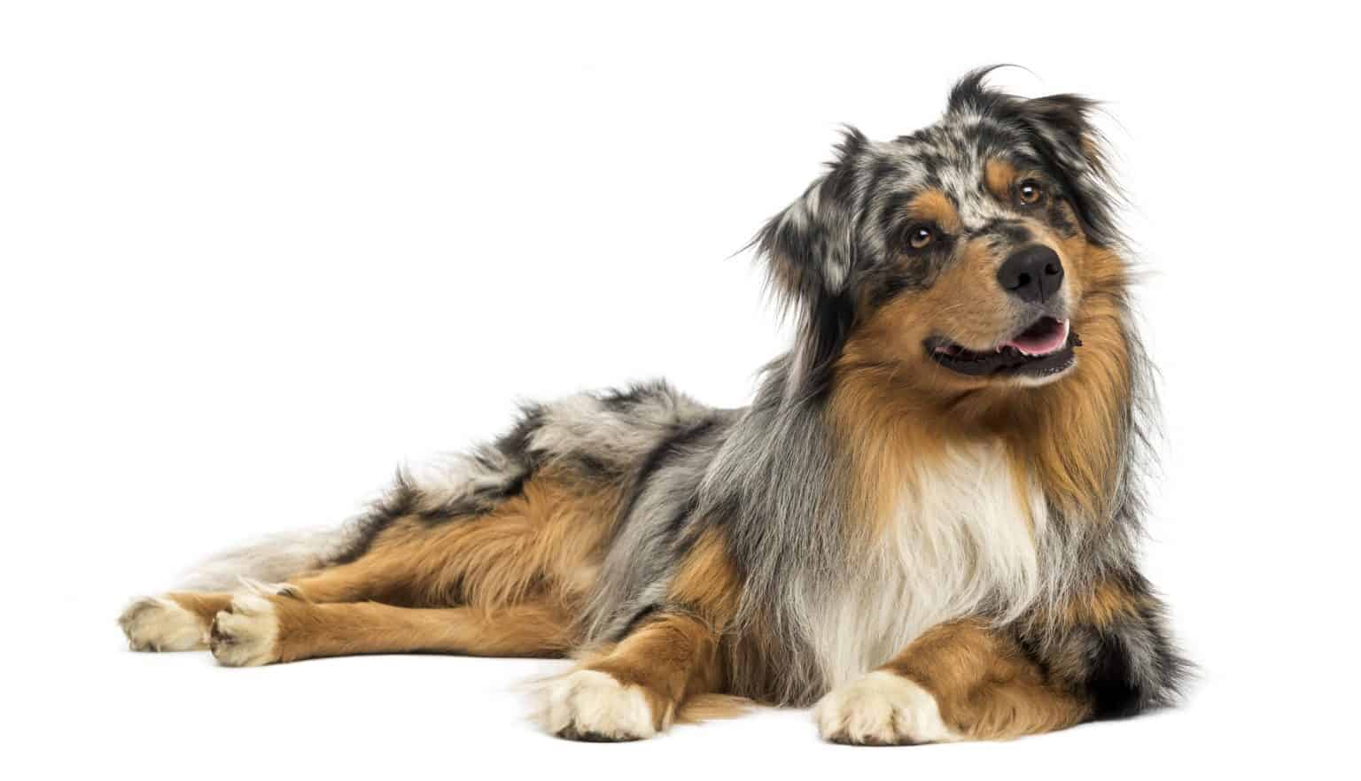Is the Australian Shepherd Corgi mix a good family dog? - K9 Web