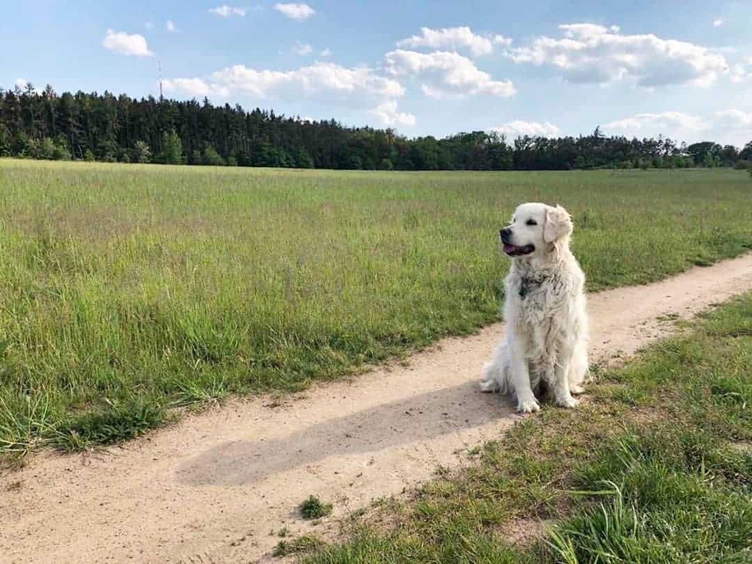 Conoscete tutti i diversi tipi di Golden Retriever? | Mex Alex