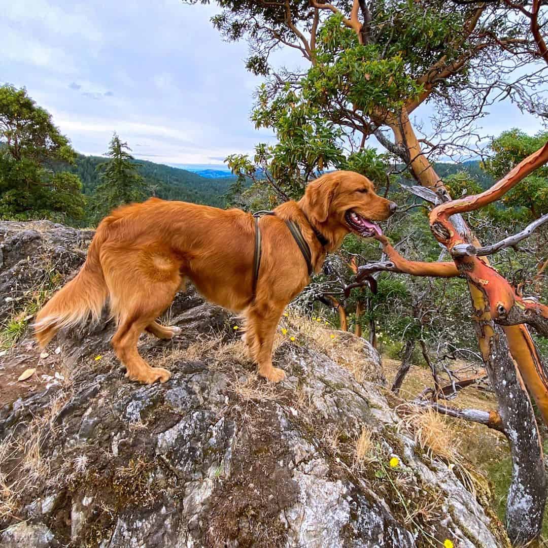 Do you know all the different types of Golden Retrievers? - K9 Web