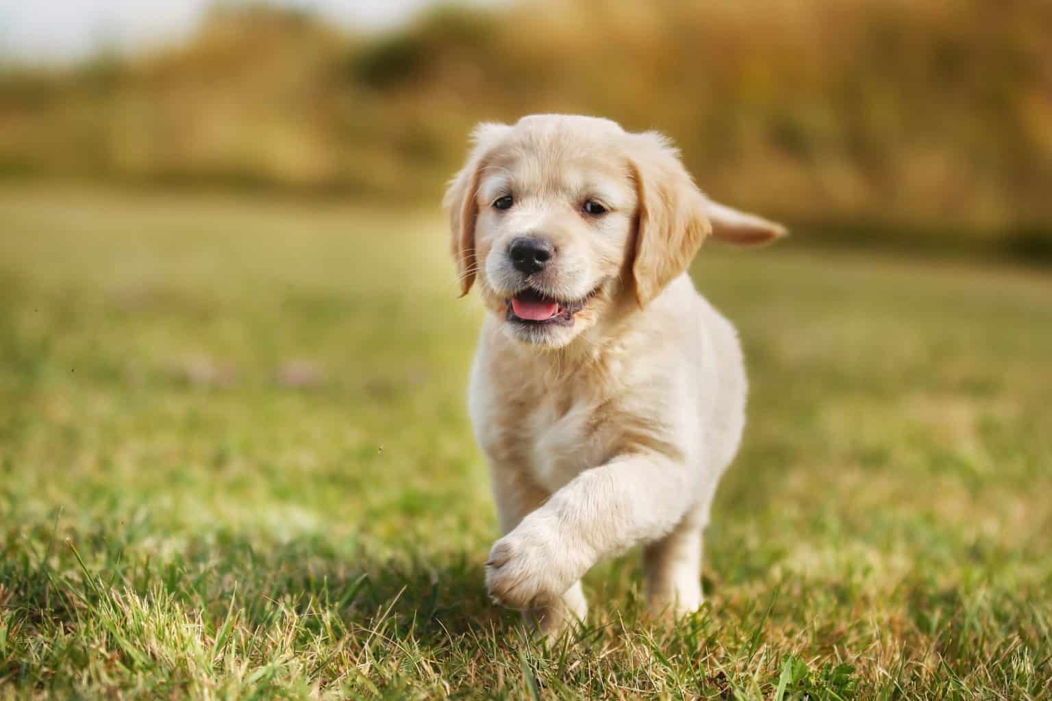 Golden Retriever Colors: The Standard & Rare Golden Coat Colors - K9 Web