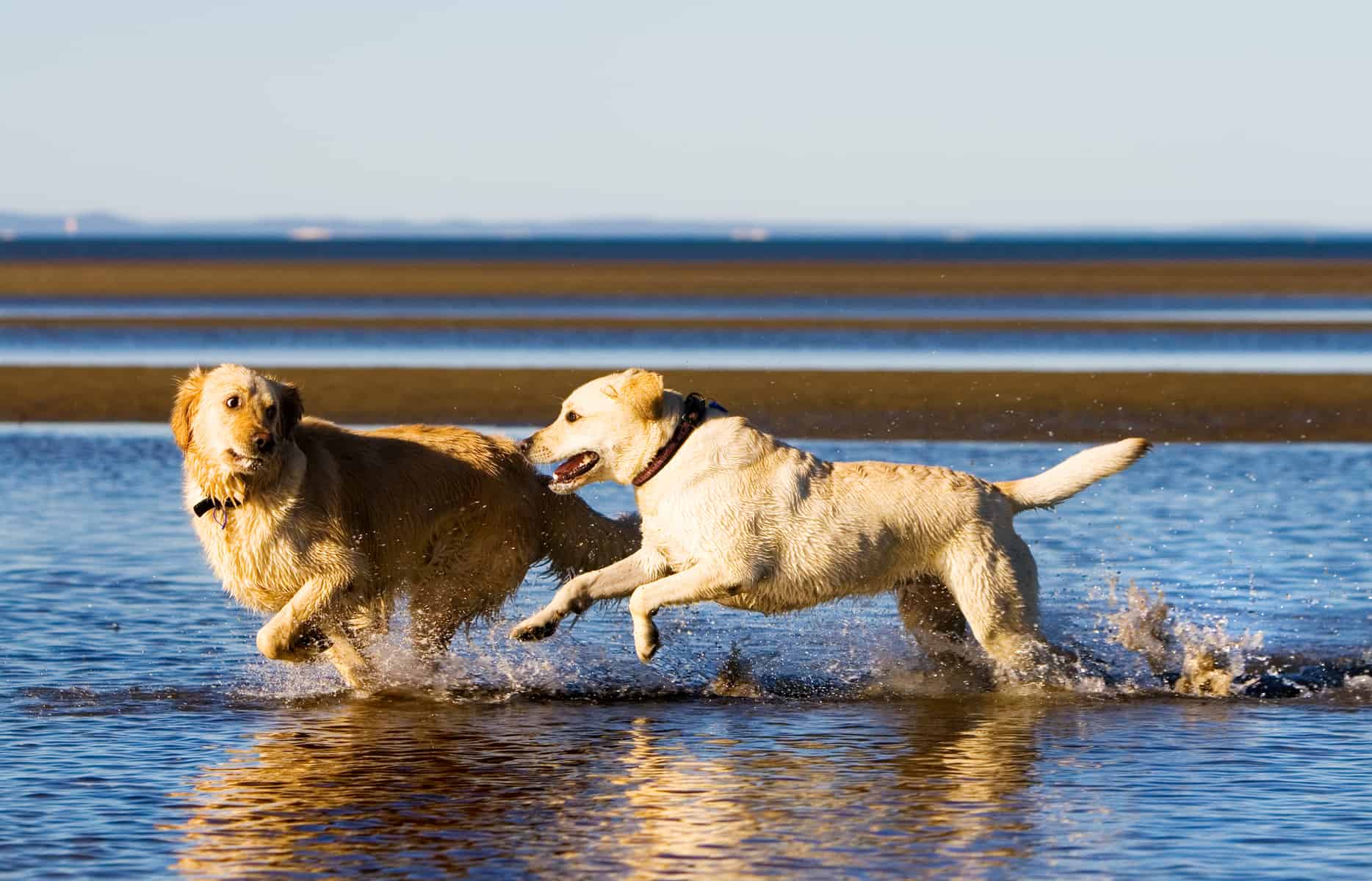 Conoscete tutti i diversi tipi di Golden Retriever? | Mex Alex