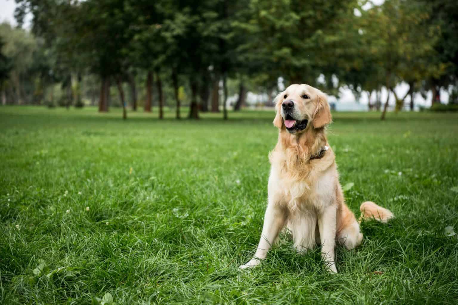 What are English Golden Retrievers and should I get one? - K9 Web