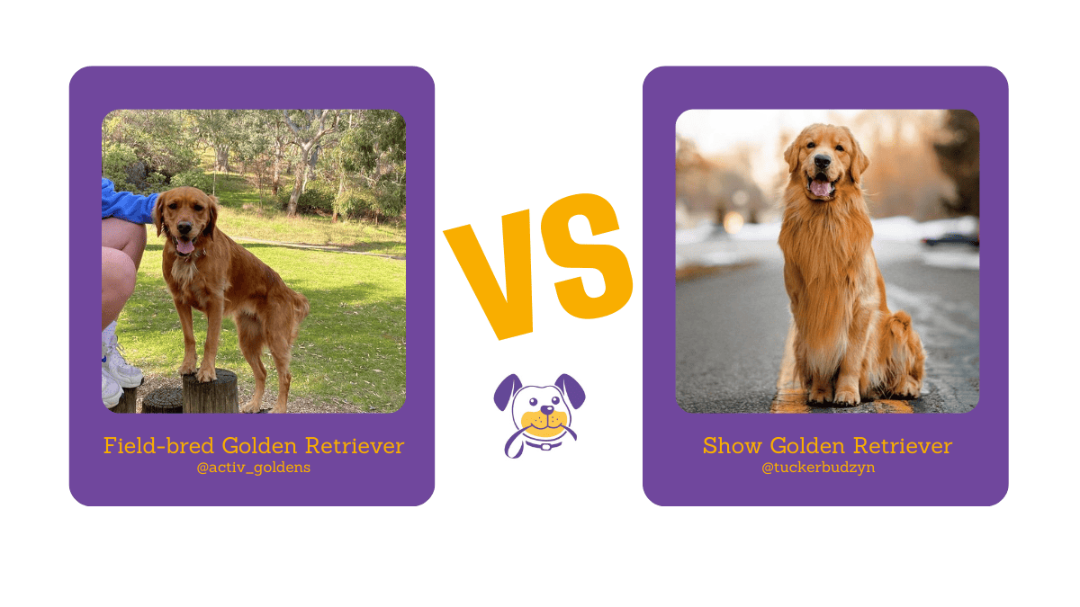 Do You Know All the Different Types of Golden Retrievers? - K9 Web