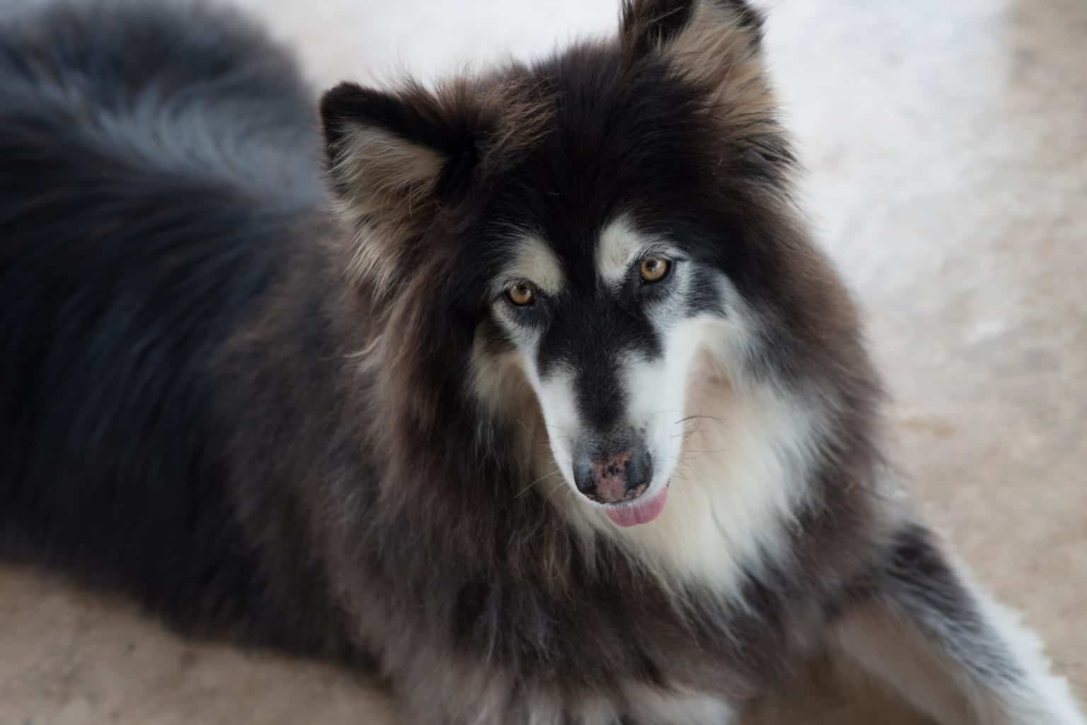 Giant Alaskan Malamute: Your Guide to Owning a Giant Mal Dog - K9 Web