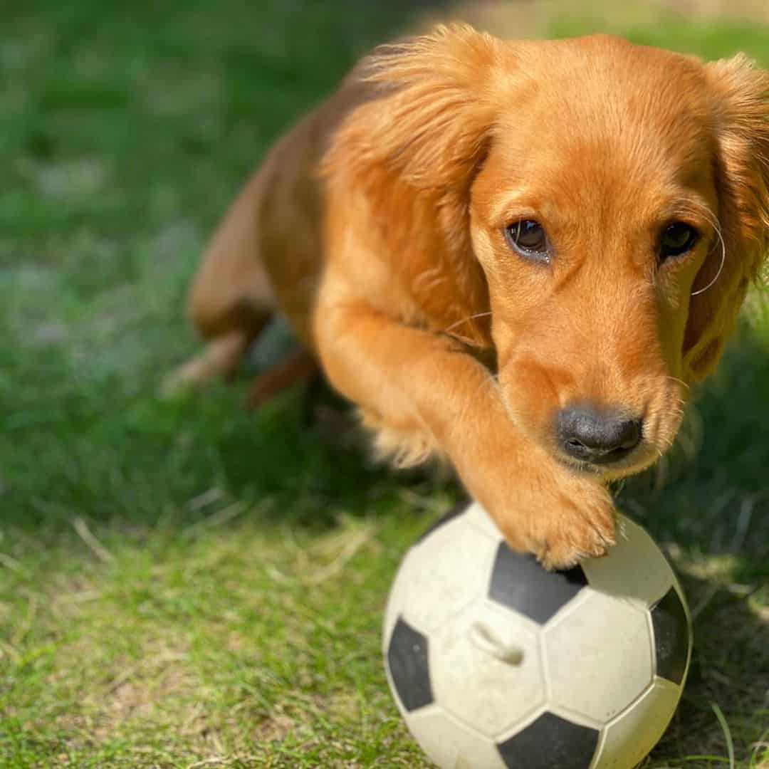 Conoscete tutti i diversi tipi di Golden Retriever? | Mex Alex