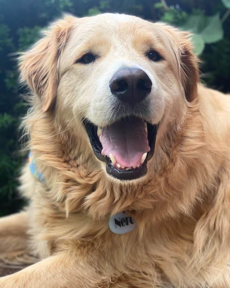 Will the Golden Pyrenees dog melt your heart? - K9 Web