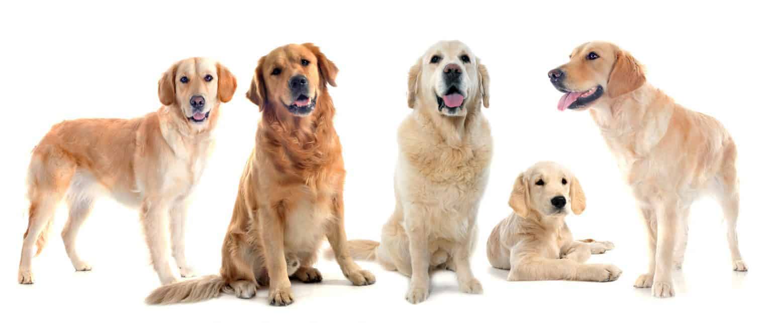 Golden Retriever Colors: The Standard & Rare Golden Coat Colors - K9 Web