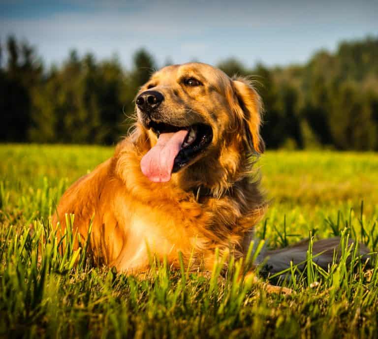 Golden Retriever Pitbull Mix: Guide to Owning a Golden Pit - K9 Web
