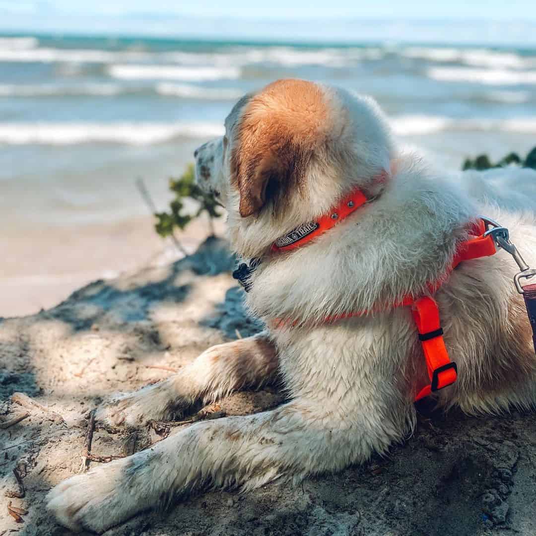 Sulaako Golden Pyrenees-koira sydämesi? | Image & Innovation