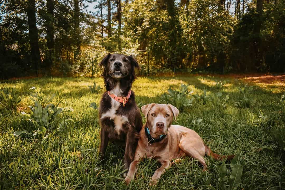 Golden Retriever Pitbull Mix: Guide to Owning a Golden Pit - K9 Web