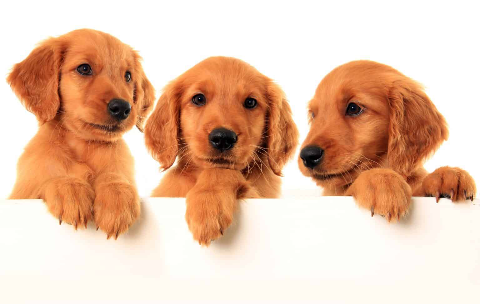 Facts you need to know about the Red Golden Retriever - K9 Web
