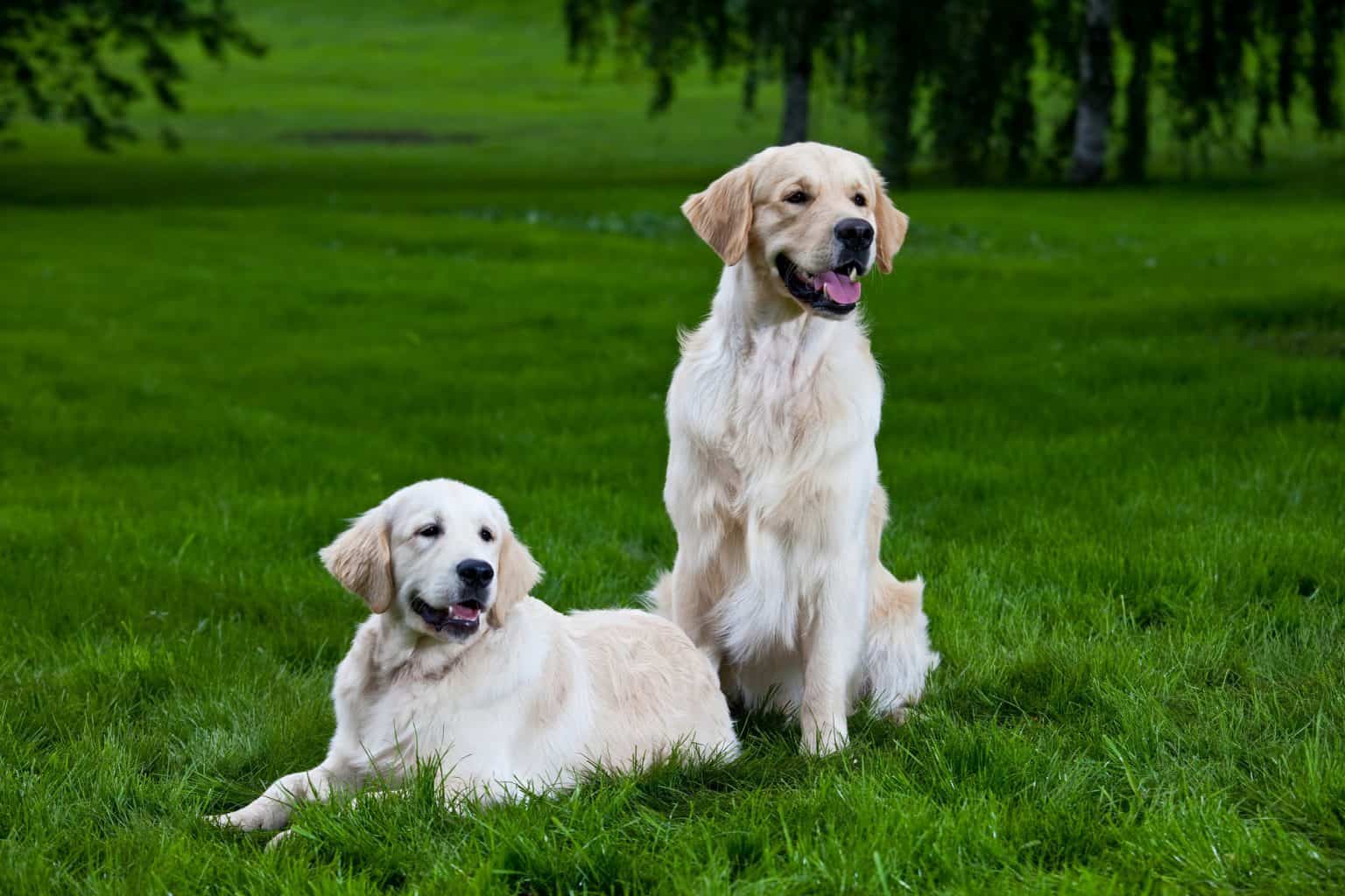 Golden Retrievers vs. Labradors: Which dog is the best? - K9 Web