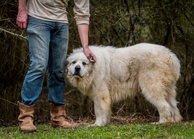 Will the Golden Pyrenees dog melt your heart? - K9 Web