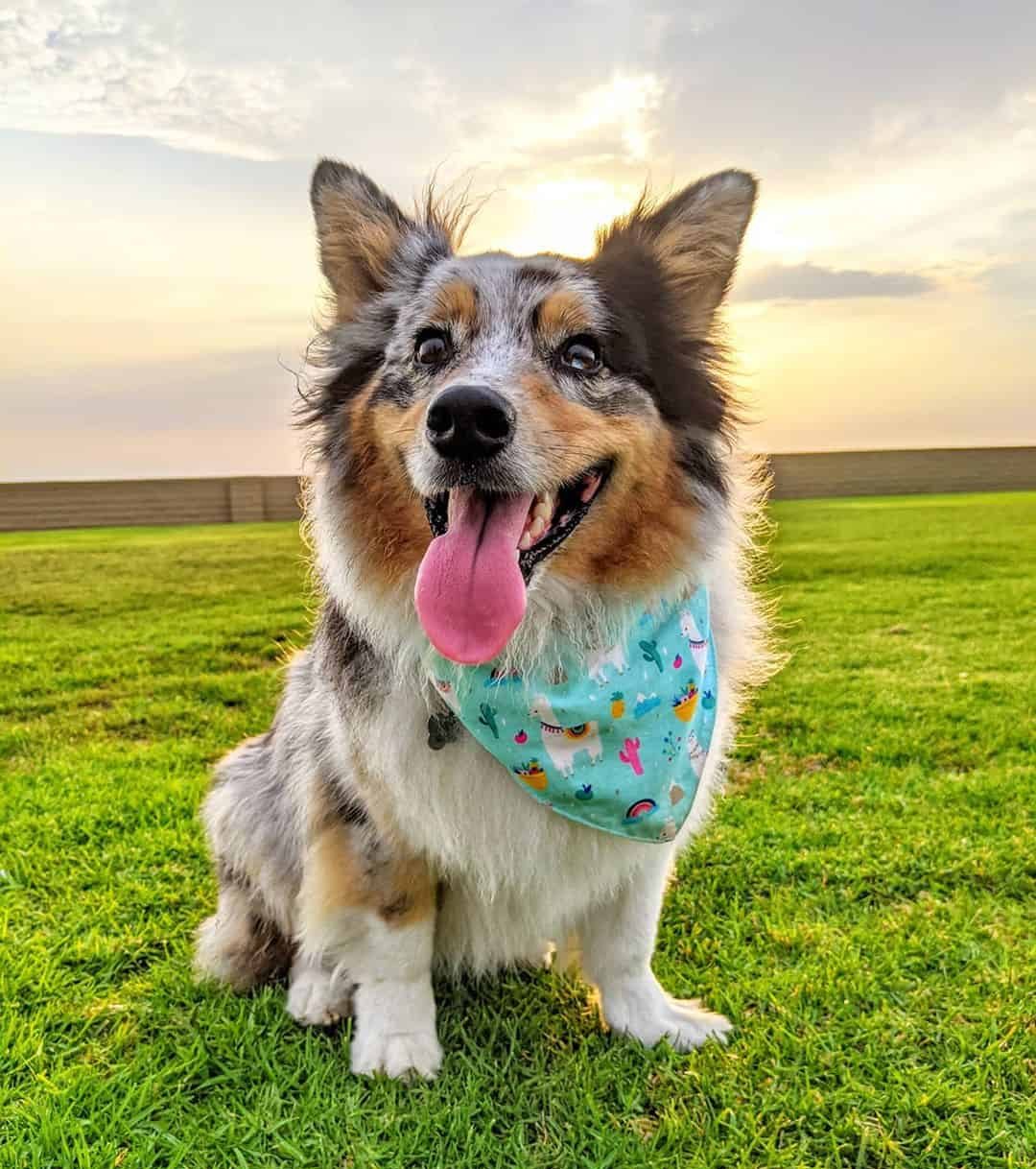 Is the Australian Shepherd Corgi mix a good family dog? - K9 Web