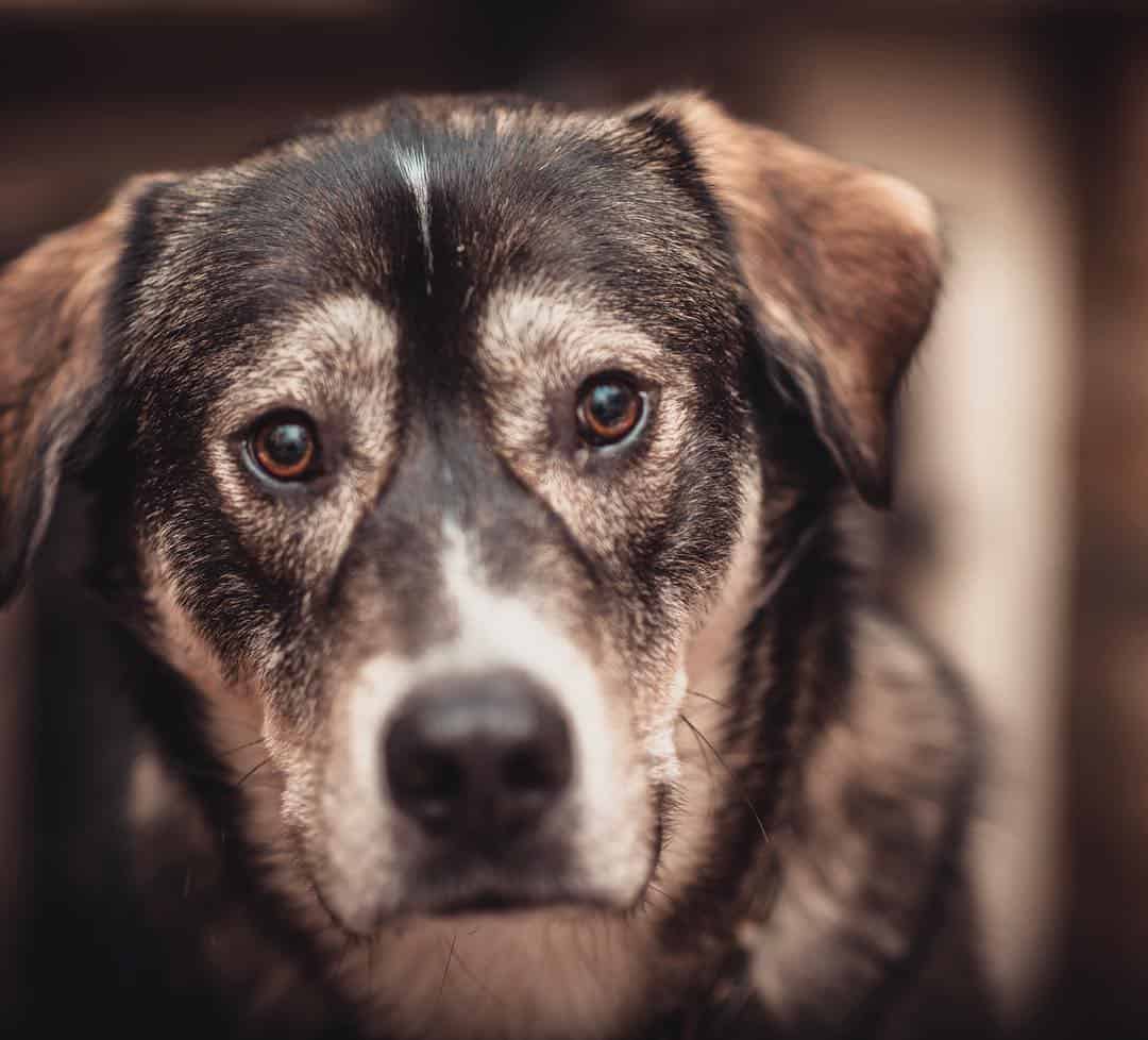 23 mieszanki Malamute: która z nich jest dla Ciebie najlepsza? | Be Able