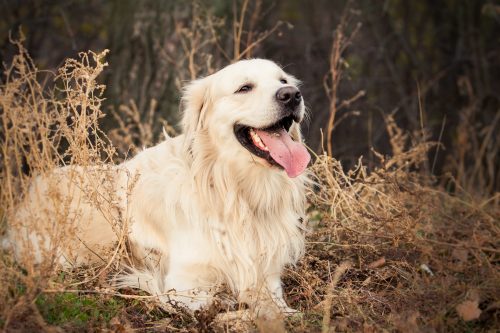 Golden Retriever Colors: The Standard & Rare Golden Coat Colors - K9 Web