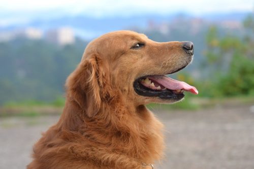 Golden Retriever Colors: The Standard & Rare Golden Coat Colors - K9 Web