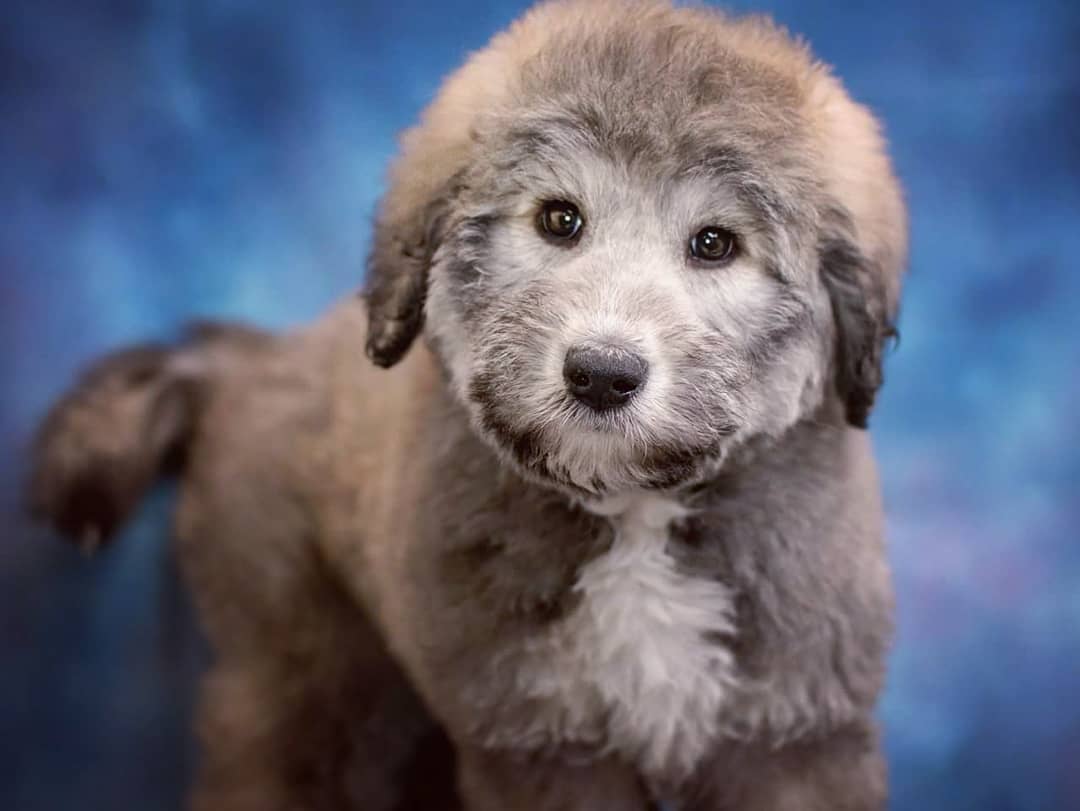 23 mieszanki Malamute: która z nich jest dla Ciebie najlepsza? | Be Able