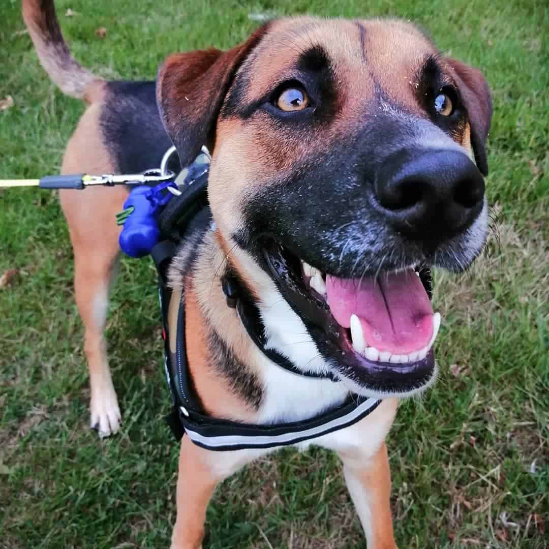 23 mezclas de Malamute: ¿Cuál es el mejor cruce para ti? | Be Able