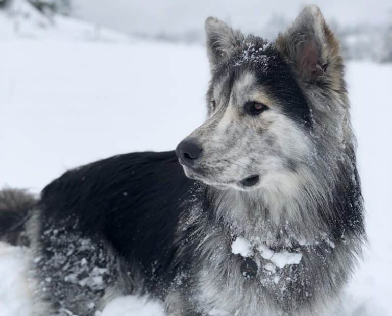 Malamute Mixes: 23 Different Alaskan Malamute Crossbreeds - K9 Web