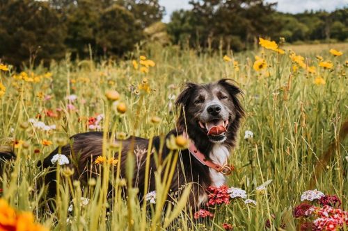 Golden Retriever Pitbull Mix: Guide to Owning a Golden Pit - K9 Web