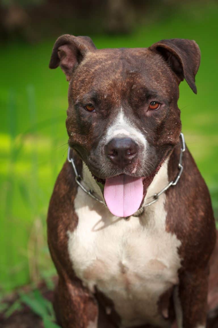 Golden Retriever Pitbull Mix: Guide to Owning a Golden Pit - K9 Web