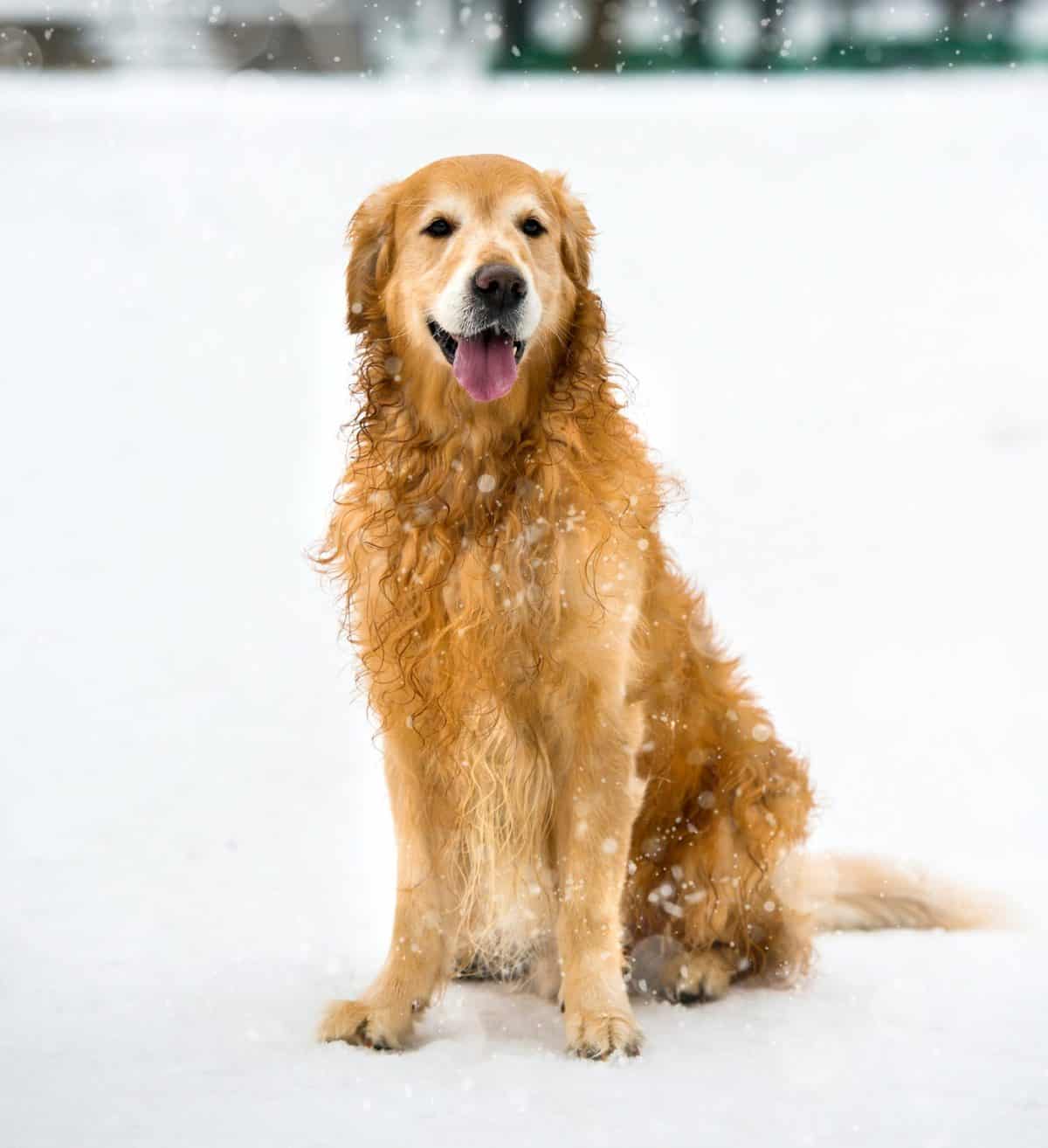 Facts you need to know about the Red Golden Retriever - K9 Web