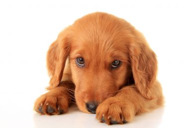 Facts you need to know about the Red Golden Retriever - K9 Web