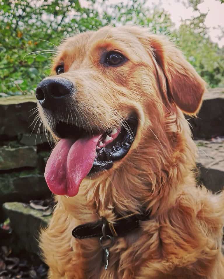 Facts you need to know about the Red Golden Retriever - K9 Web