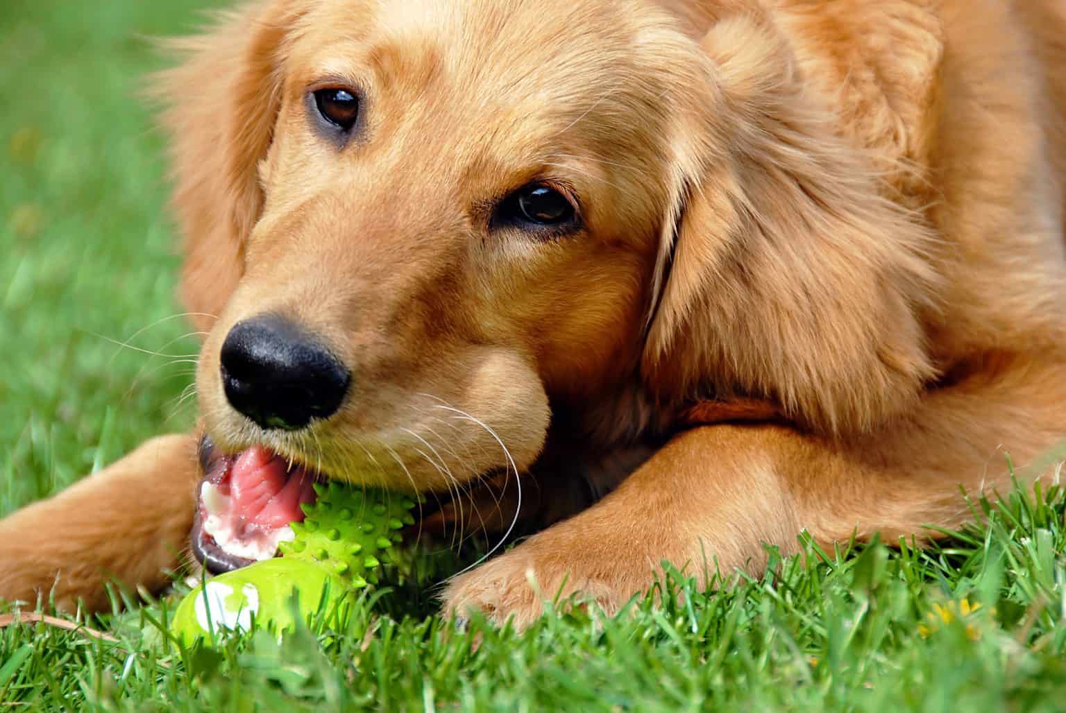 Golden Retriever Colors: The Standard & Rare Golden Coat Colors - K9 Web