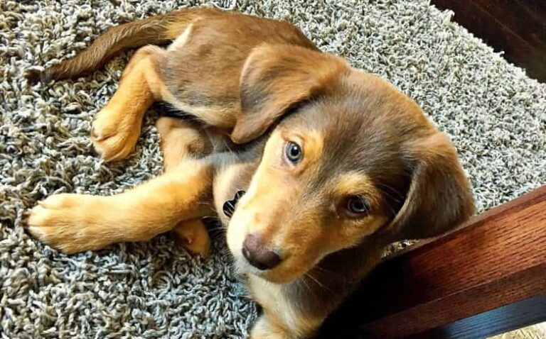 Malamute Mixes: 23 Different Alaskan Malamute Crossbreeds - K9 Web