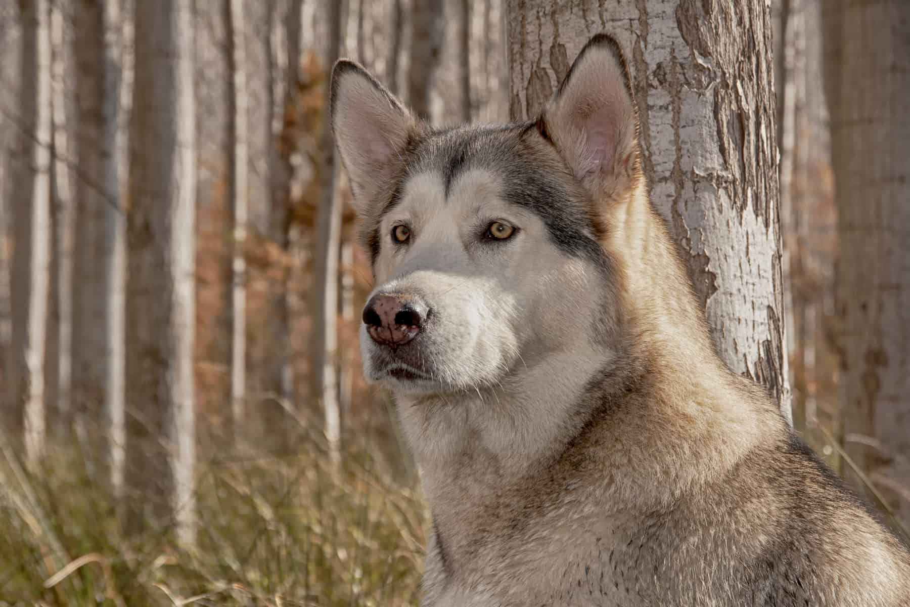 23 mezclas de Malamute: ¿Cuál es el mejor cruce para ti? | Be Able