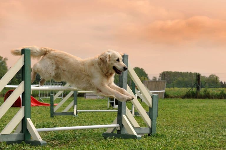 The best Golden Retriever training guide you'll ever need - K9 Web