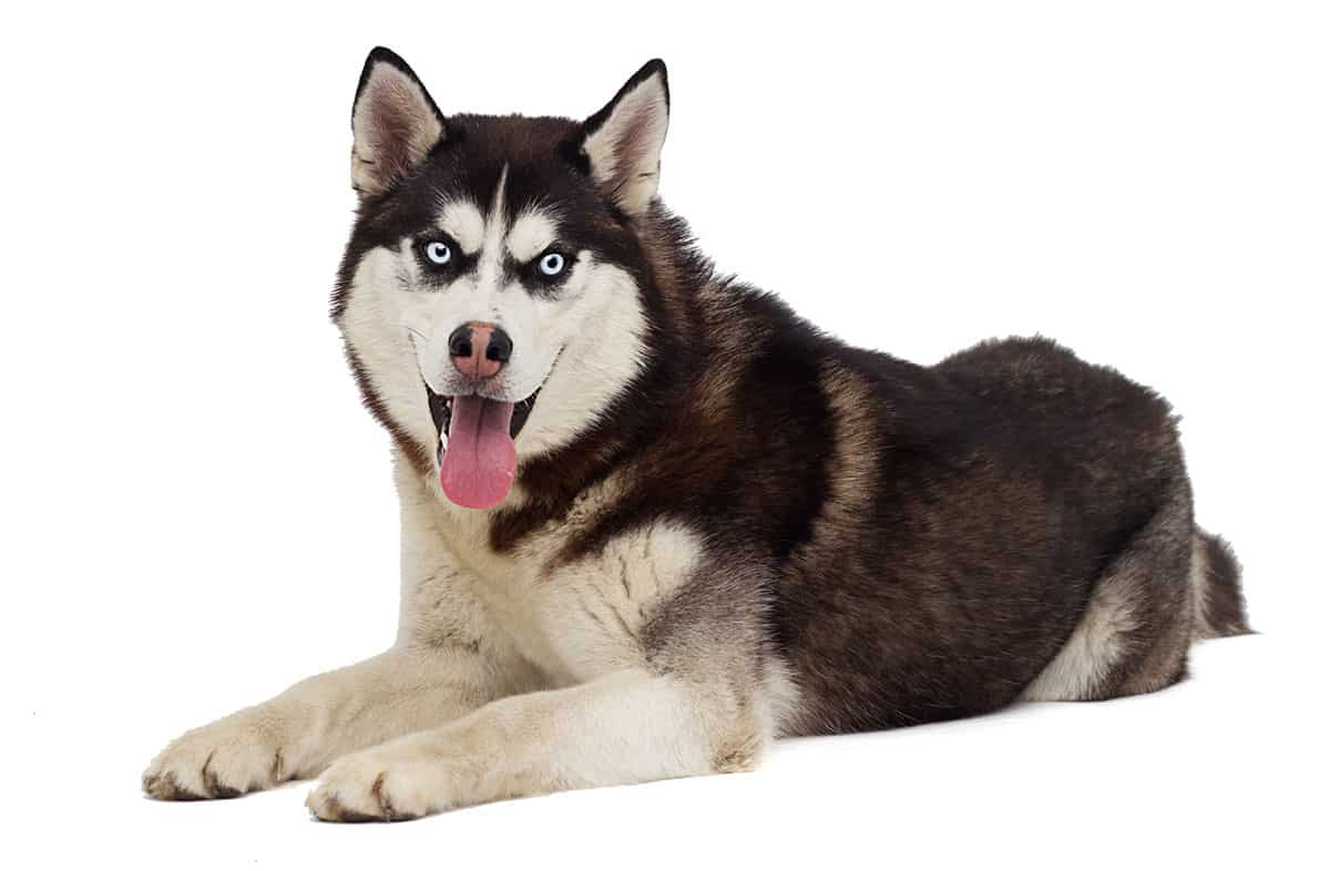 Husky Malamute Mix: Is the Alusky a good family pet? - K9 Web