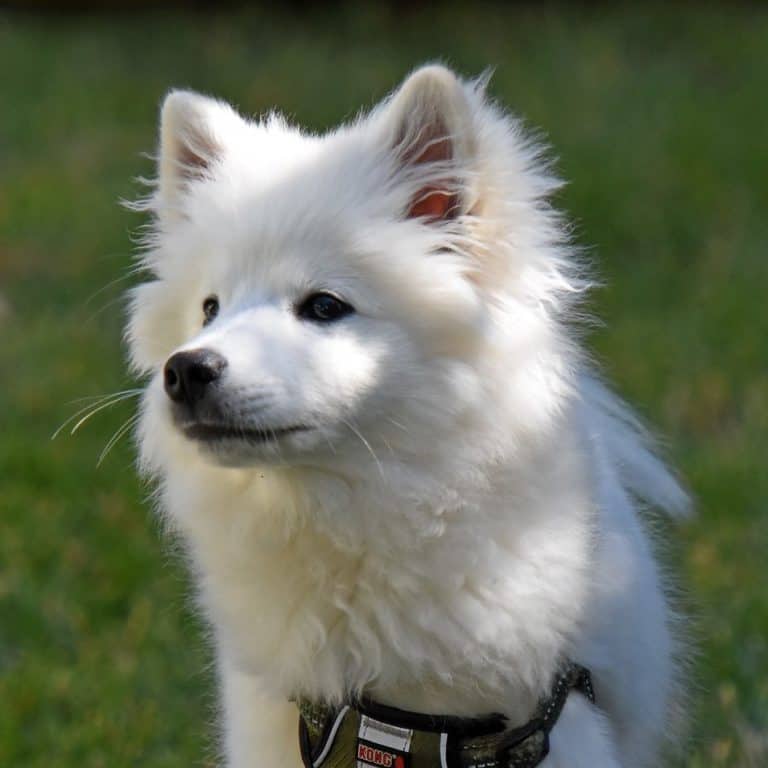 What you need to know about the rare White Malamute - K9 Web