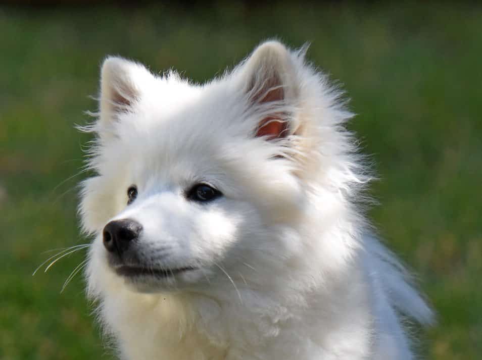 What you need to know about the rare White Malamute - K9 Web