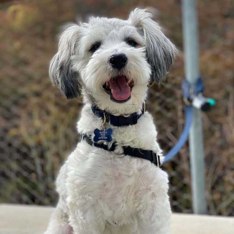 Dog Breed 101: The small yet brave Australian Terrier - K9 Web