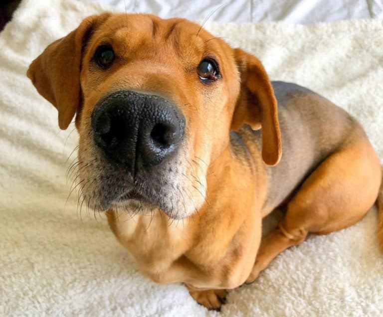 30 Basset Hound Mixes to Fall in Love with Right Now - K9 Web