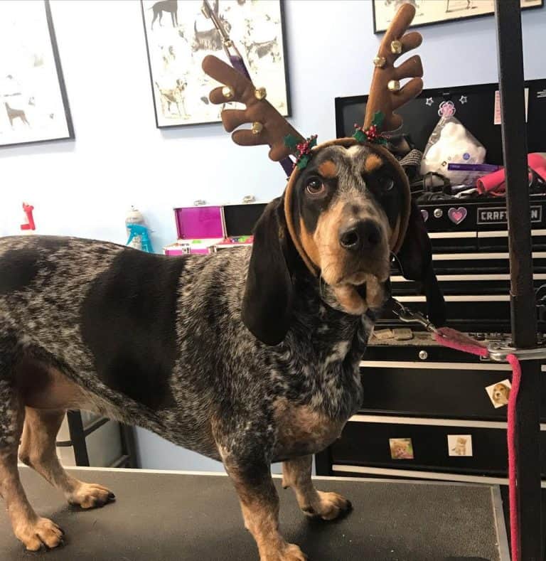 30 Basset Hound Mixes to Fall in Love with Right Now - K9 Web