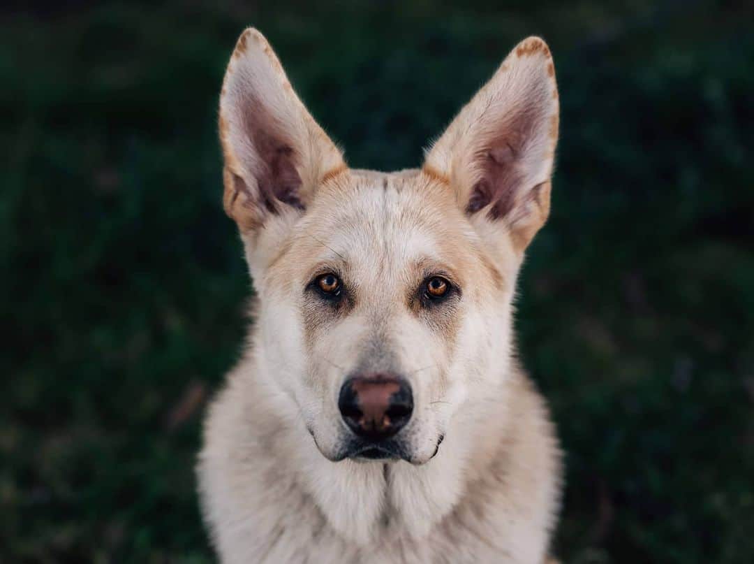 Is the German Shepherd Malamute mix a good crossbreed? - K9 Web