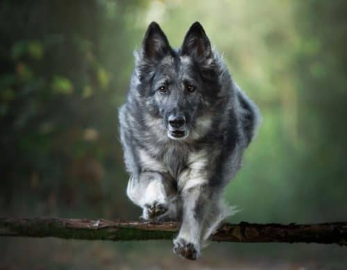 German Shepherd Colors: The Standard & Rare GSD Coat Colors - K9 Web