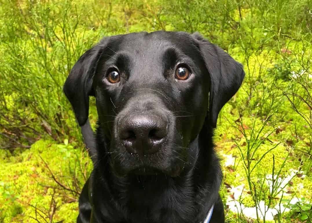 Do Black Labs Make the Best Hunters? - K9 Web