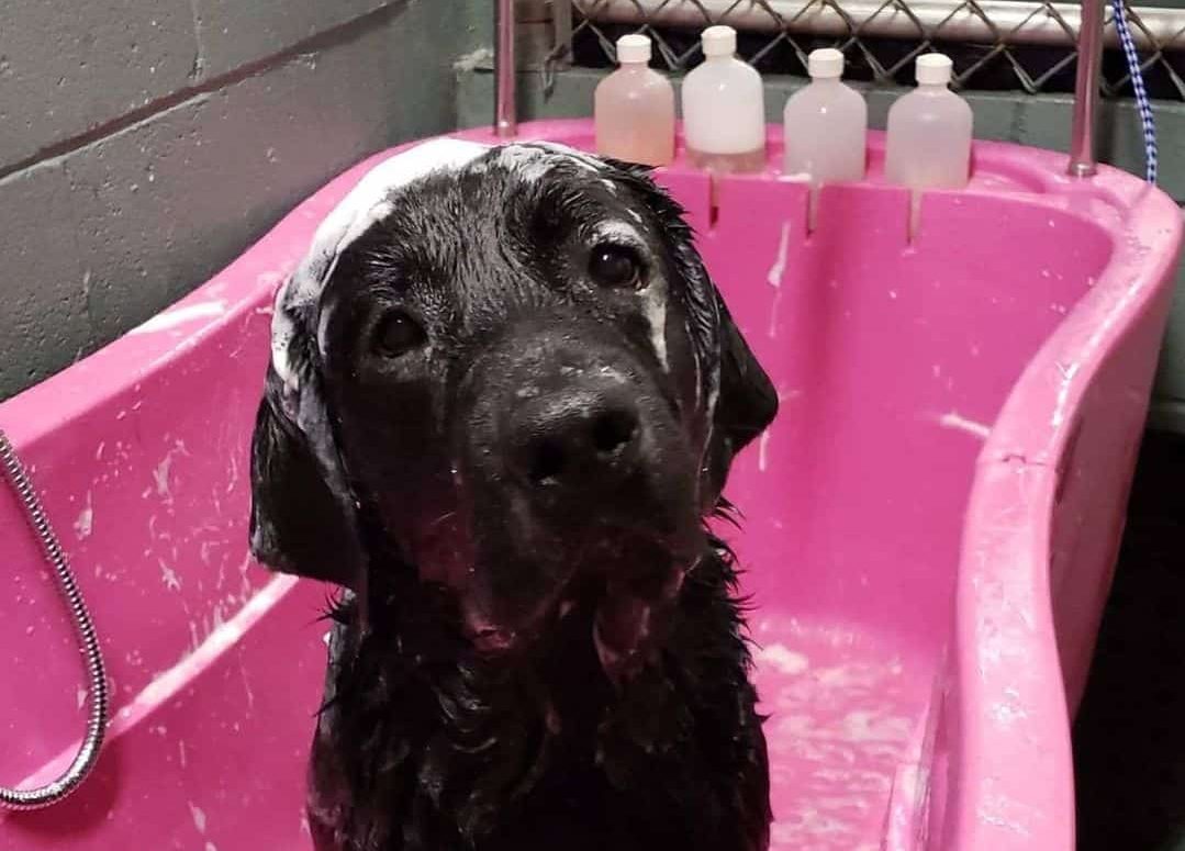 Do Black Labs Make the Best Hunters? - K9 Web