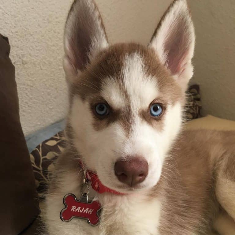 500+ Husky Names: The Most Comprehensive List You’ll Find - K9 Web