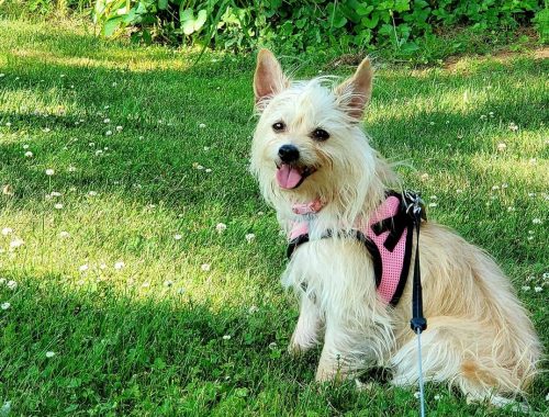 Cairn Terriers: Should you get this shaggy & fearless Scottish earthdog ...