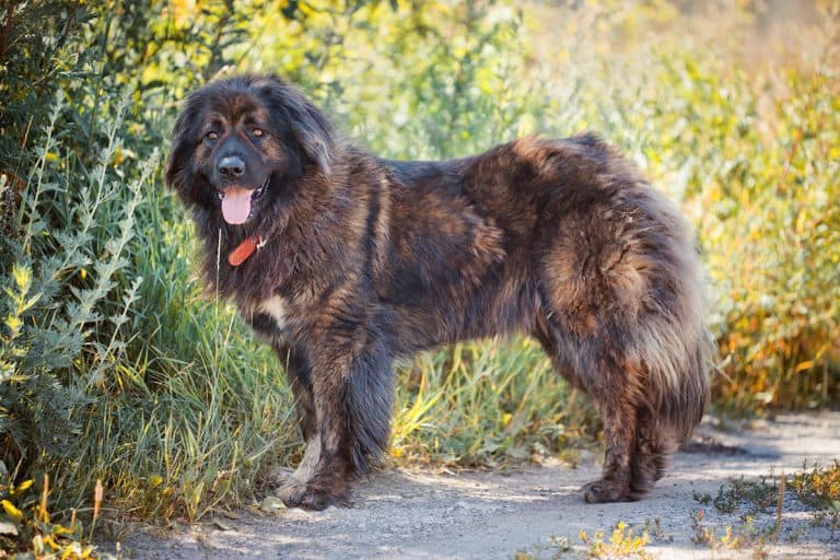 Caucasian Mountain Dog: An intelligent, loyal guardian - K9 Web