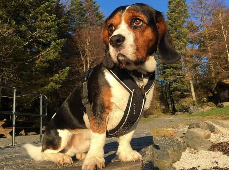 30 Basset Hound Mixes to Fall in Love with Right Now - K9 Web